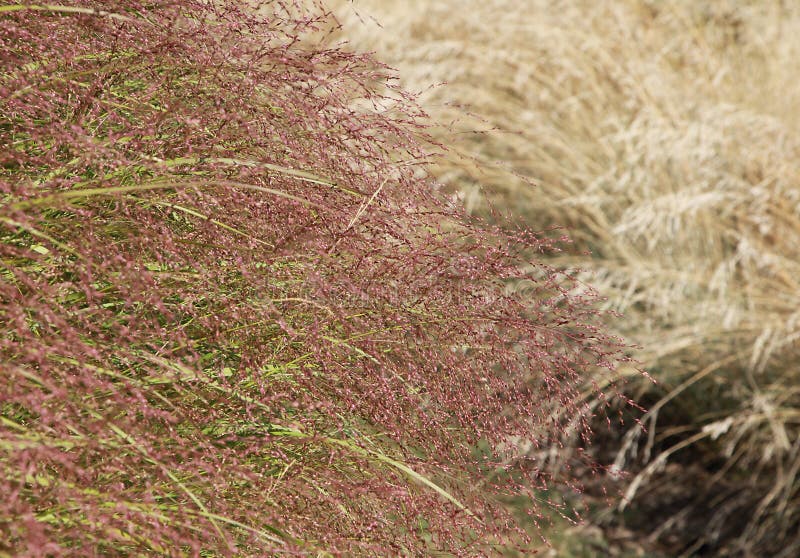 Inflorescence of a Grass Eragrostis Spectabilis Stock Photo - Image of ...