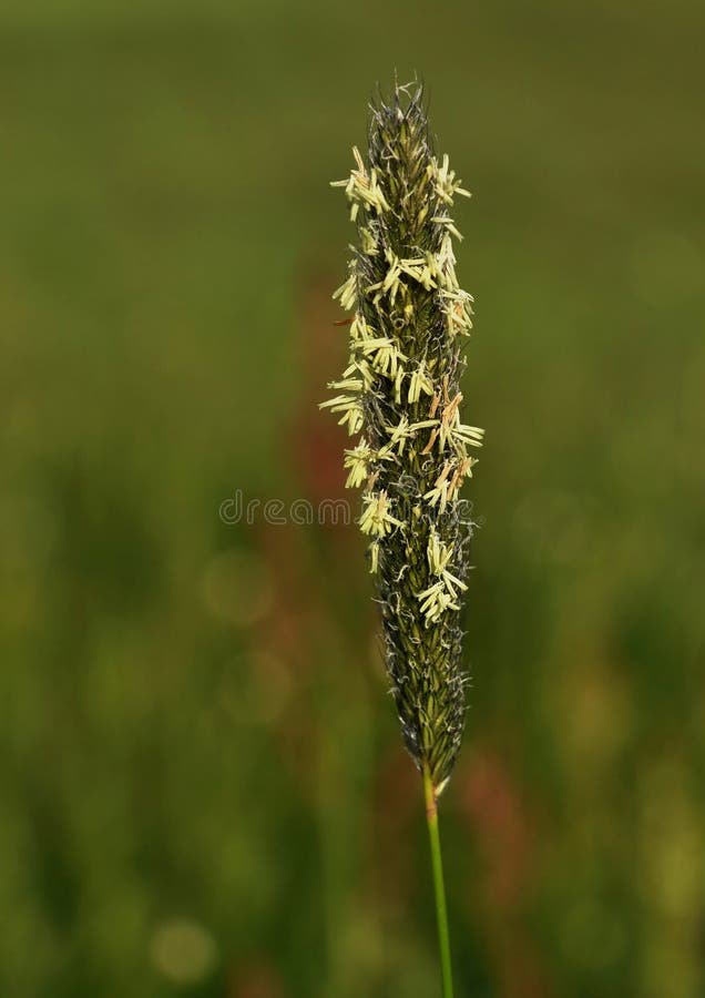 Inflorescence of Grass with Pollen Stock Image - Image of detail ...