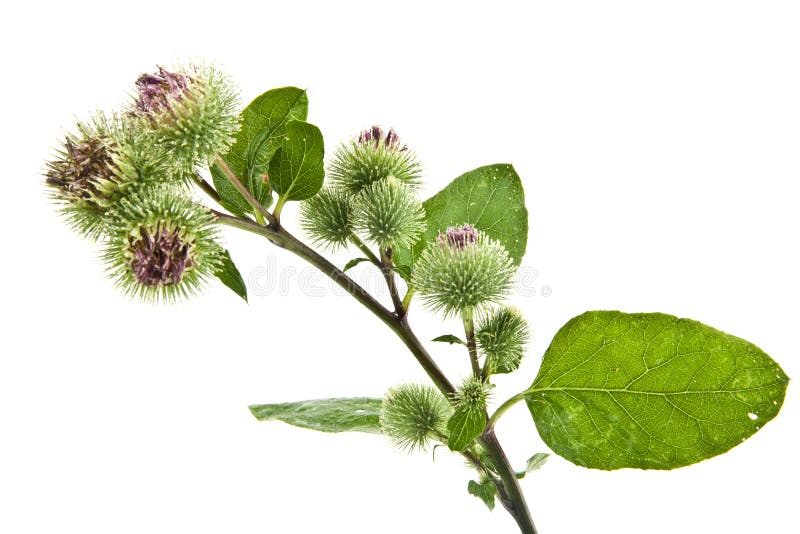 Greater Burdock or Arctium Lappa Plants in Various Stages of Life from ...