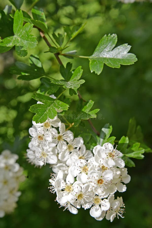 Inflorescence of the Hawthorn Crataegus Monogyna Jacq Stock Image ...