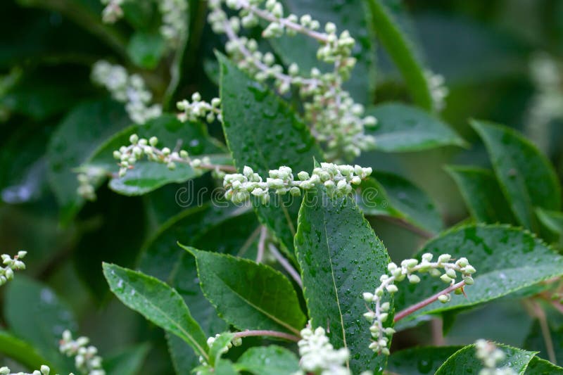 Inflorescence of a Japanese Clethra, Clethra Barbinervis Stock Image ...