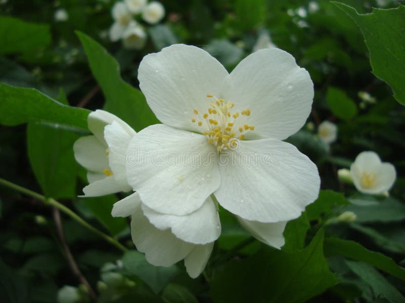 870 Jasmine Inflorescence Photos - Free & Royalty-Free Stock Photos ...