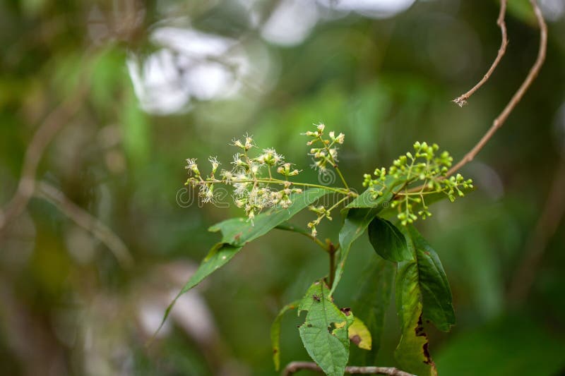 Pittieri Tree Stock Photos - Free & Royalty-Free Stock Photos from ...