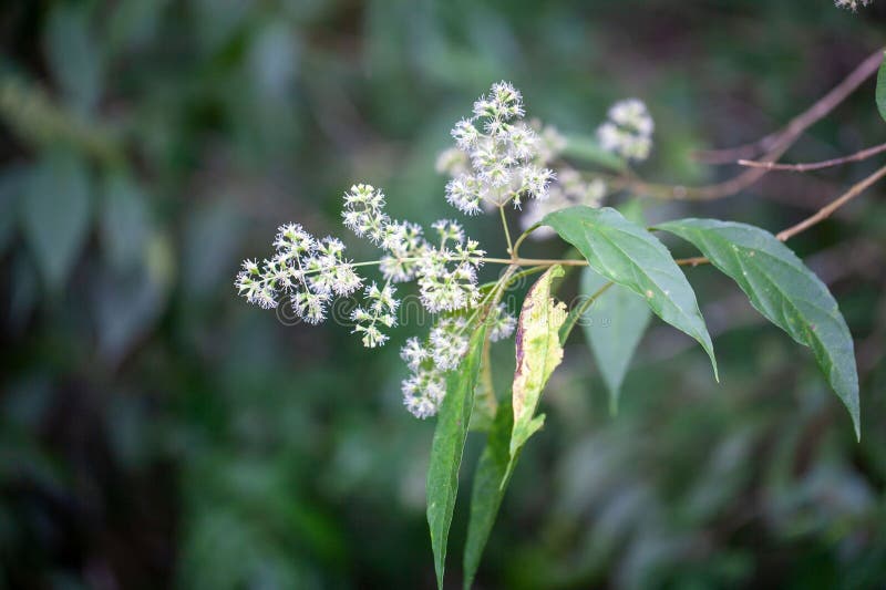Inflorescence of a Koanophyllon Pittieri Tree Stock Photo - Image of ...