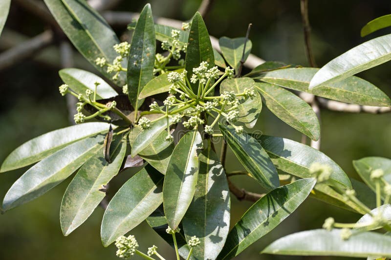 Inflorescence of a Devilâ€™s Tree, Alstonia Scholaris Stock Image ...