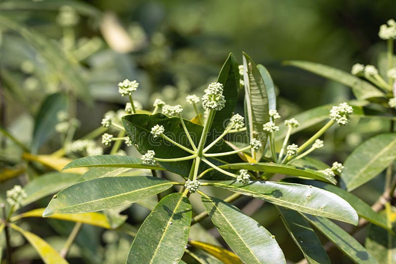 Inflorescence of a Devilâ€™s Tree, Alstonia Scholaris Stock Photo ...