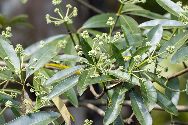 Inflorescence of a Devilâ€™s Tree, Alstonia Scholaris Stock Photo ...