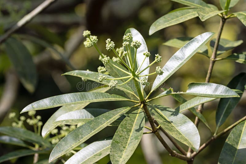 Inflorescence of a Devilâ€™s Tree, Alstonia Scholaris Stock Image ...