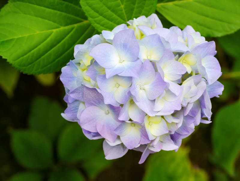 Inflorescence Light Lilac Hydrangea Selective Focus Stock Photos - Free & Royalty-Free Stock ...