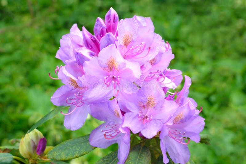 Inflorescence of Lilac Azalea on a Blurred Background Stock Photo ...