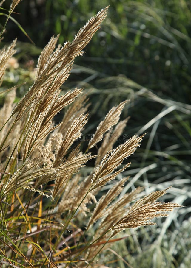 Inflorescence of a Miscanthus Sinensis Grass Stock Photo - Image of ...