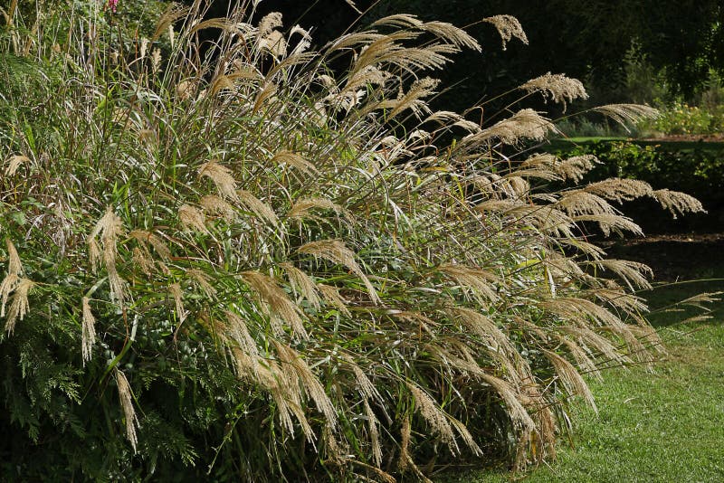 Inflorescence of a Miscanthus Sinensis Grass Stock Image - Image of ...