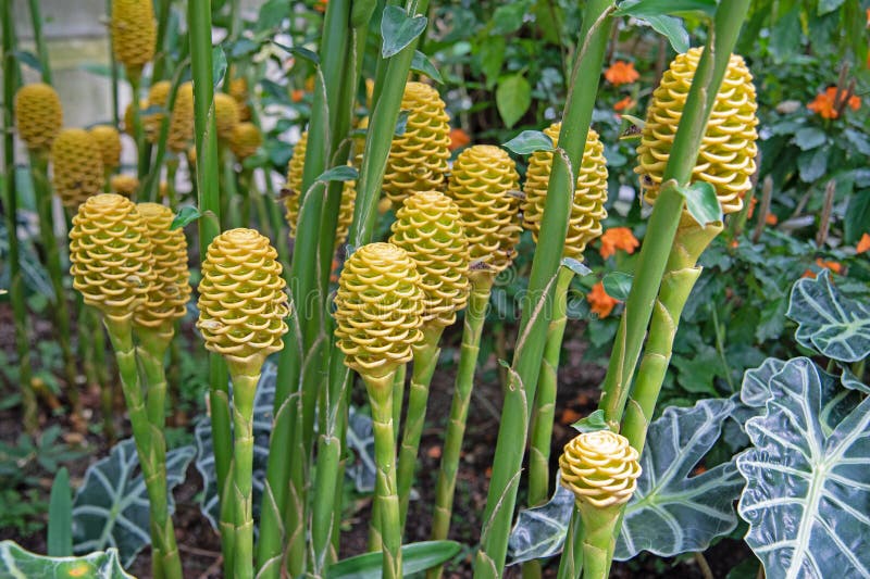 Inflorescence of the Nodding Ginger, Zingiber Spectabile Stock Photo ...