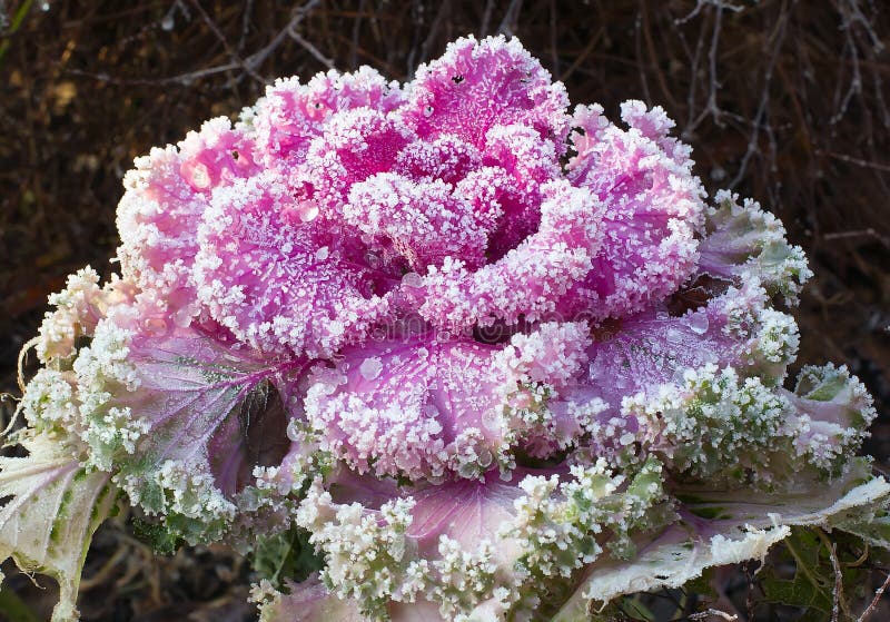 Inflorescence Ornamental Cabbage Stock Photo - Image of decorative ...