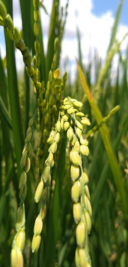 Inflorescence of Oryza Sativa Stock Image - Image of inflorescence ...