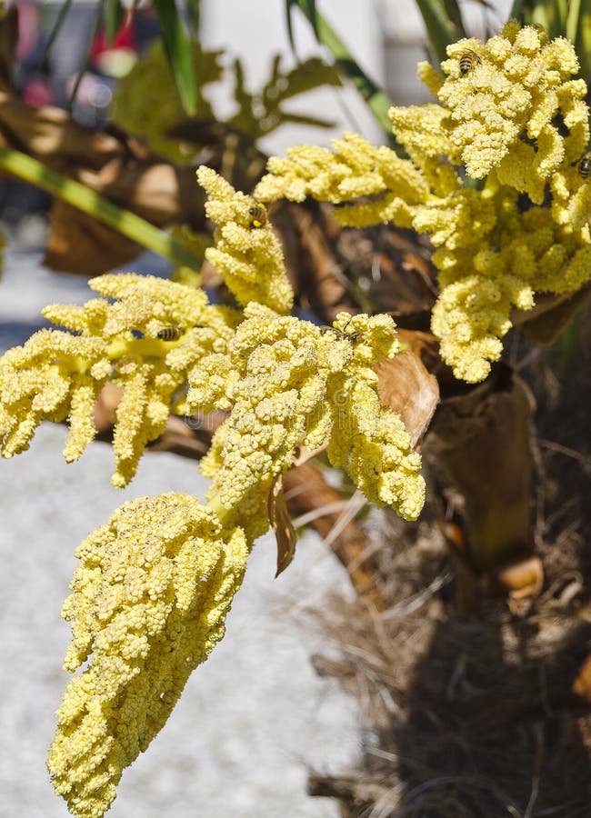 Inflorescence of a Palm Tree Stock Image - Image of panicle, bloom ...