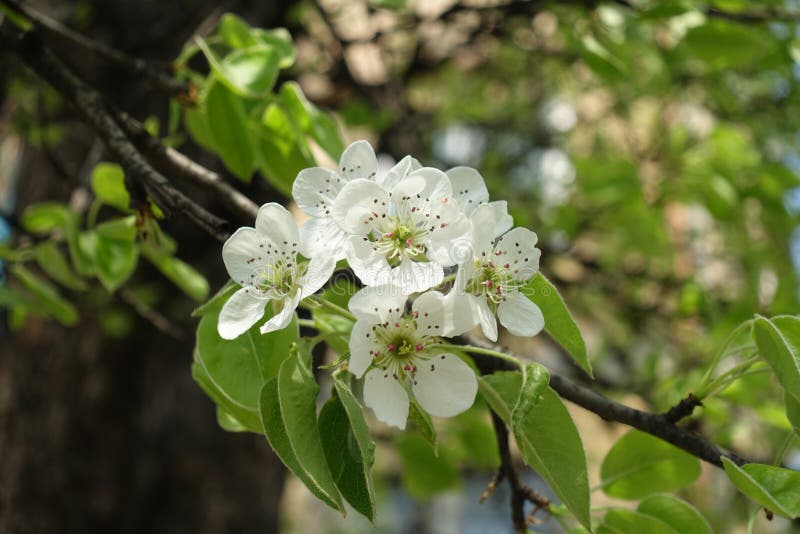 Inflorescence of Pear Tree in April Stock Photo - Image of bloom ...