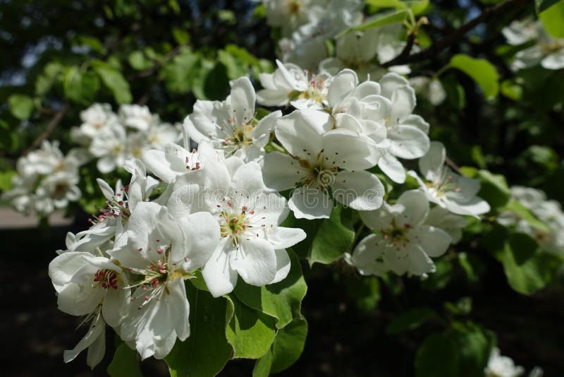 Inflorescence of Pear Tree in Spring Stock Photo - Image of bloom ...