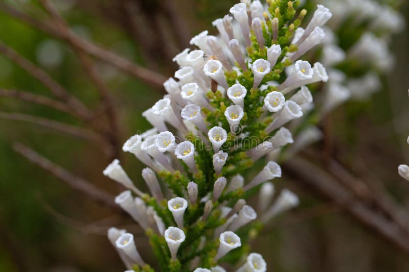 Inflorescence of a Pichi, Fabiana Imbricata Stock Photo - Image of ...