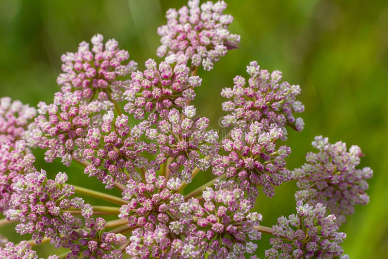 Inflorescence of Pimpinella Saxifraga or Burnet-saxifrage Solid Stem ...