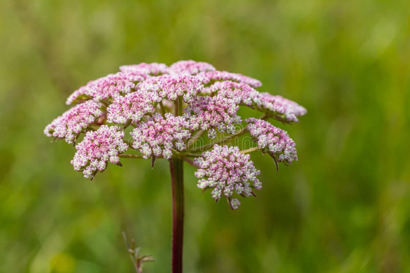 Inflorescence of Pimpinella Saxifraga or Burnet-saxifrage Solid Stem ...