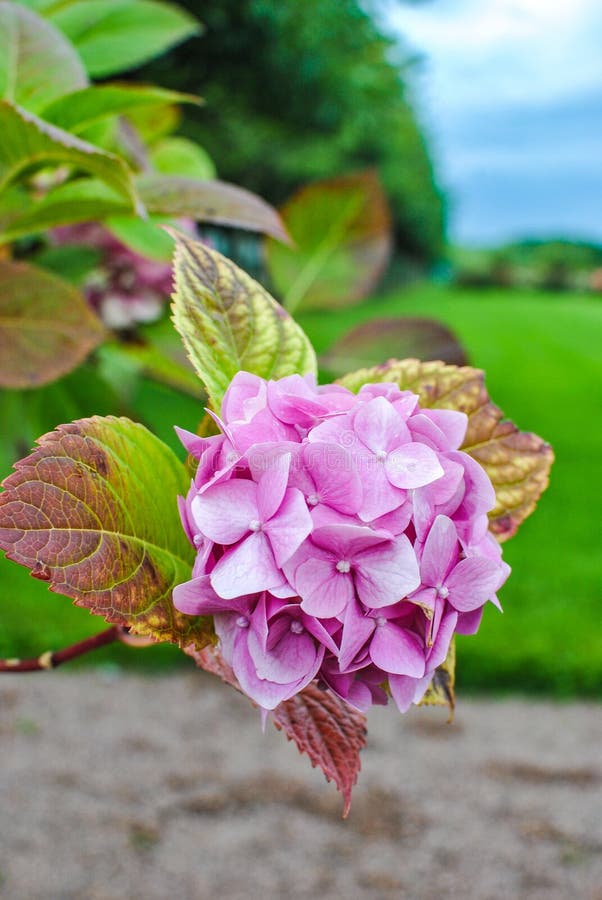Inflorescence of Pink Hydrangea in Summer Garden Stock Image - Image of ...