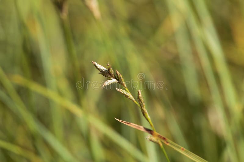 Inflorescence of a Quaking Sedge, Carex Brizoides Stock Image - Image ...