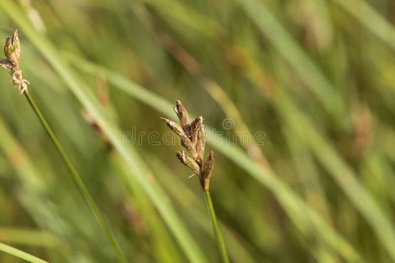 Inflorescence of a Quaking Sedge, Carex Brizoides Stock Photo - Image ...