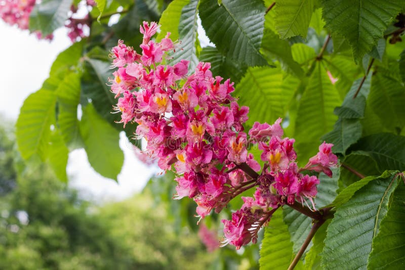 Inflorescence of Red Horse-chestnut on Tree Close-up Stock Photo ...