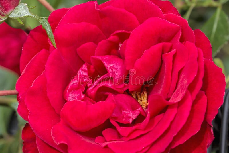 Inflorescence Red Rose on a Background of Green Leaves, Macro Stock ...