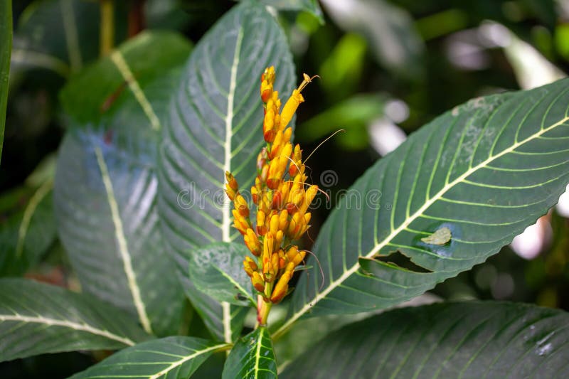 Inflorescence of a Sanchezia Oblonga Stock Image - Image of bright ...