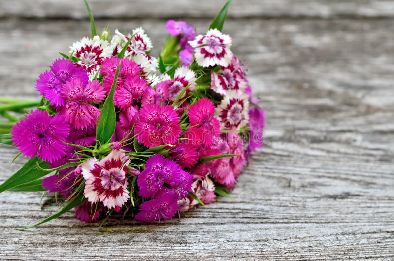 Inflorescence of Small Carnations Growing in the Garden Stock Photo ...