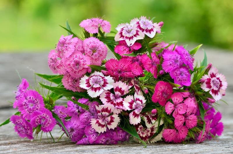 Inflorescence of Small Carnations Growing in the Garden Stock Image ...