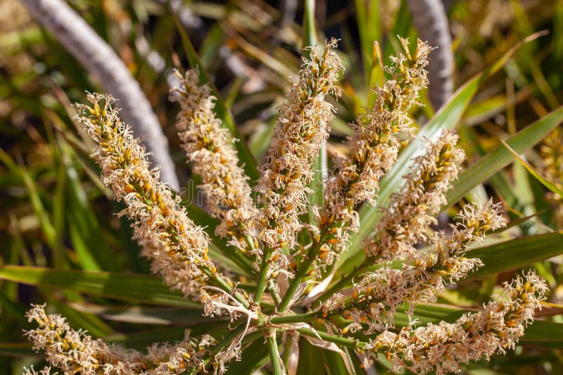 Inflorescence of a Song of India, Dracaena Reflexa Stock Photo - Image ...