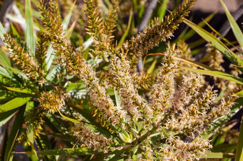 Inflorescence of a Song of India, Dracaena Reflexa Stock Photo - Image ...