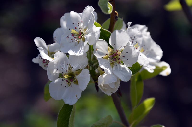 Inflorescence stock photo. Image of beauty, flower, trees - 40304878