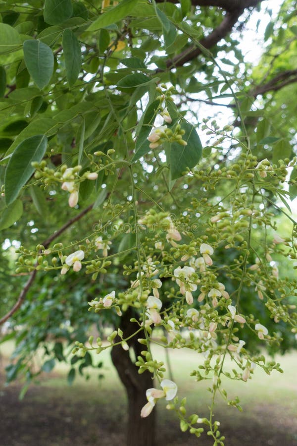 Inflorescence of Styphnolobium Japonicum Stock Photo - Image of nature ...