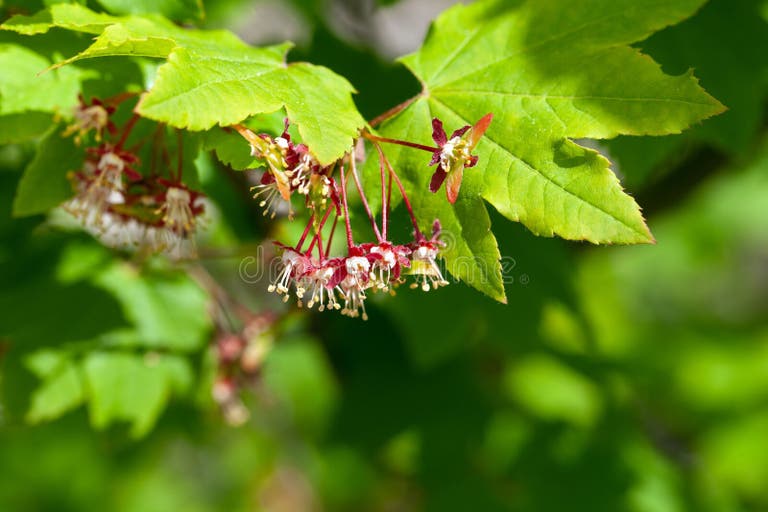 Inflorescence of a Vine Maple, Acer Circinatum Stock Image - Image of ...
