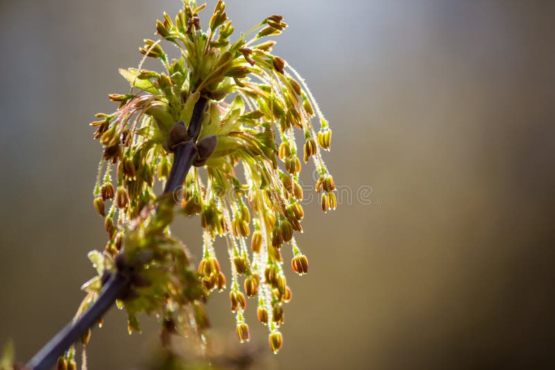 Inflorescences of Ash-leaved Maple - Box Elder, Boxelder Maple ...
