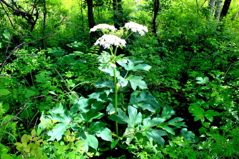 Inflorescences on the Bush Clover in the Forest. Stock Photo - Image of ...