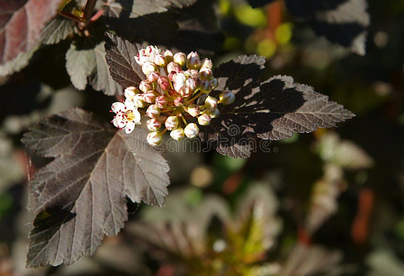 Inflorescences of Common Ninebark Stock Image - Image of inflorescence ...