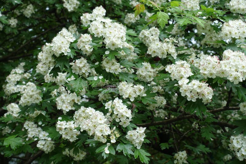 Inflorescences in the Leafage of Hawthorn in May Stock Image - Image of ...