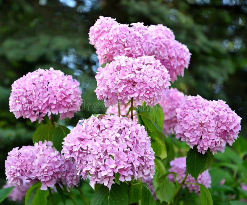 Inflorescences of a Pink Hydrangea Hydrangea L., Close Up Stock Photo ...