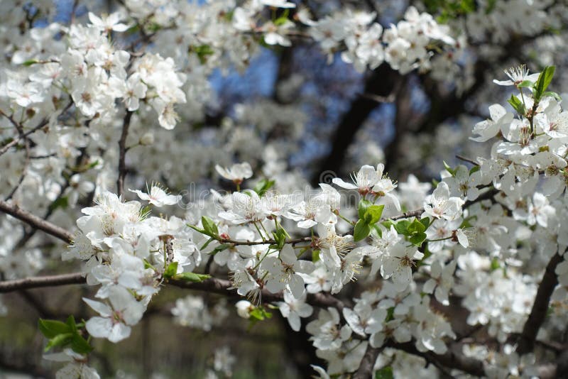 Inflorescences of Plum Tree in April Stock Image - Image of blossom ...