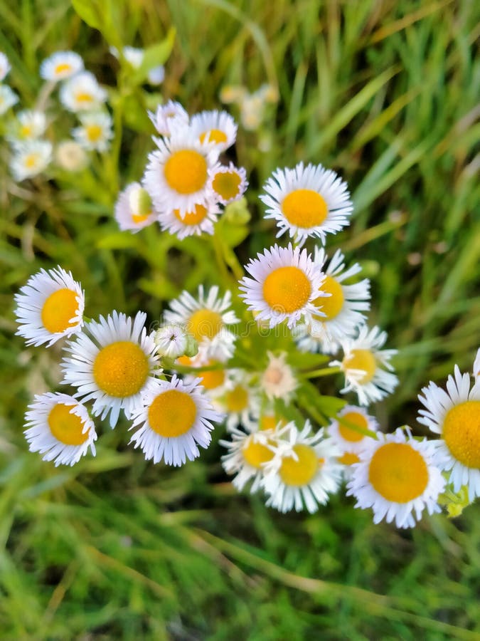 Inflorescences of Small Daisies Stock Photo - Image of wildflower ...