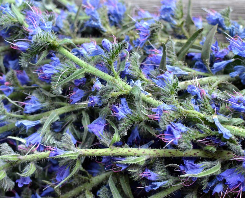Inflorescences of the Viper`s Bugloss Medicinal Plant Stock Image ...