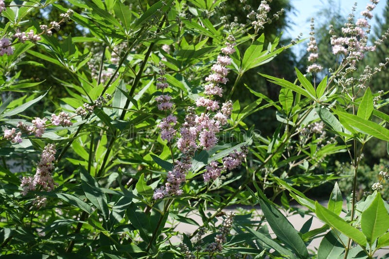 Inflorescences of Vitex Agnus-castus Bush Stock Photo - Image of ...