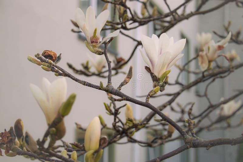 Inflorescences on a White Magnolia Tree in a Garden Stock Image - Image ...