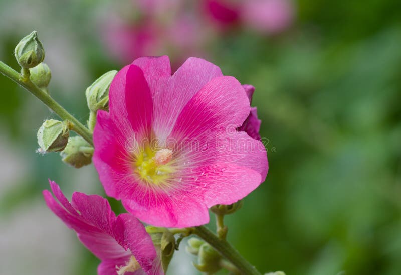 Inflorescencia De La Flor Del Malva Imagen de archivo - Imagen de campo ...