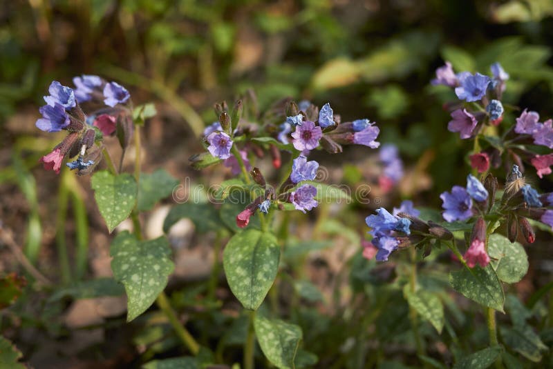 Inflorescencia De Los Officinalis De Pulmonaria Imagen de archivo ...